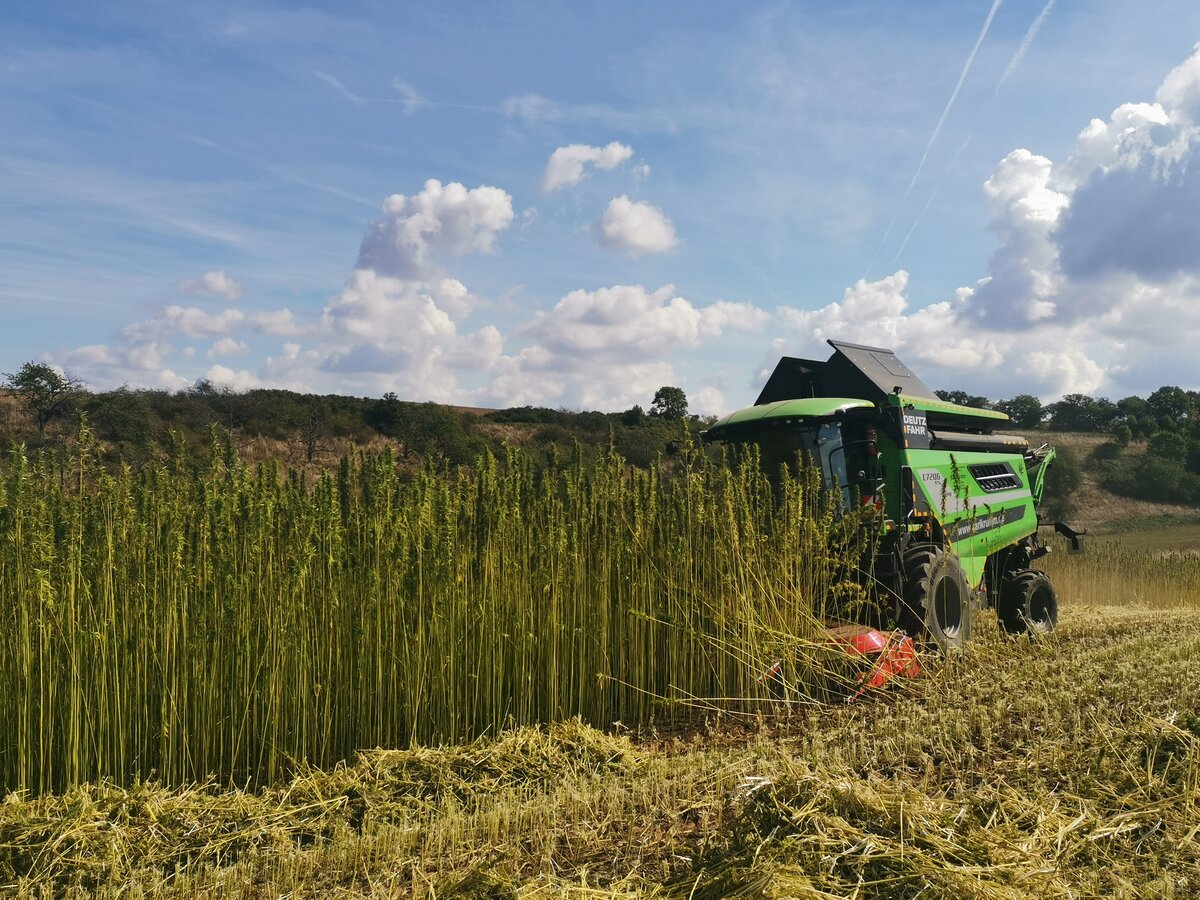 Nutzhanf: Hochschule Merseburg